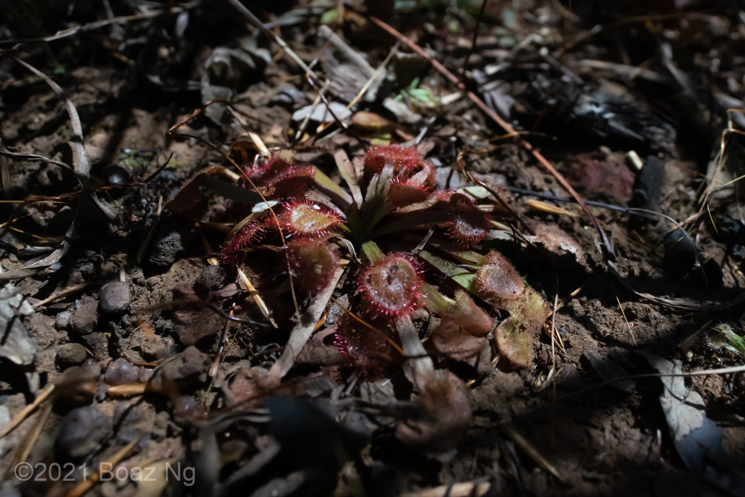 Drosera zonaria Species Profile - Fierce Flora