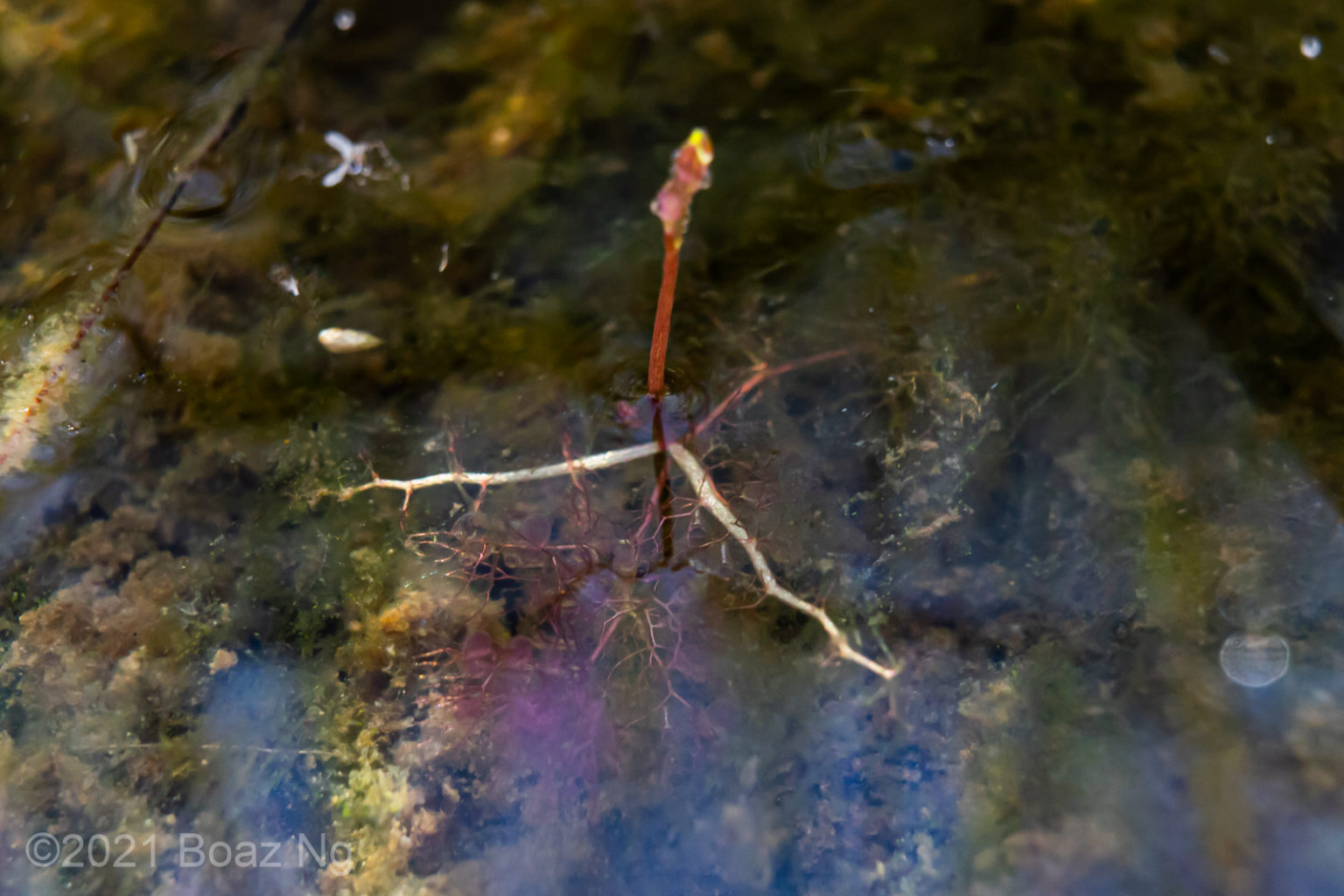 Utricularia adamsii Species Profile - Fierce Flora