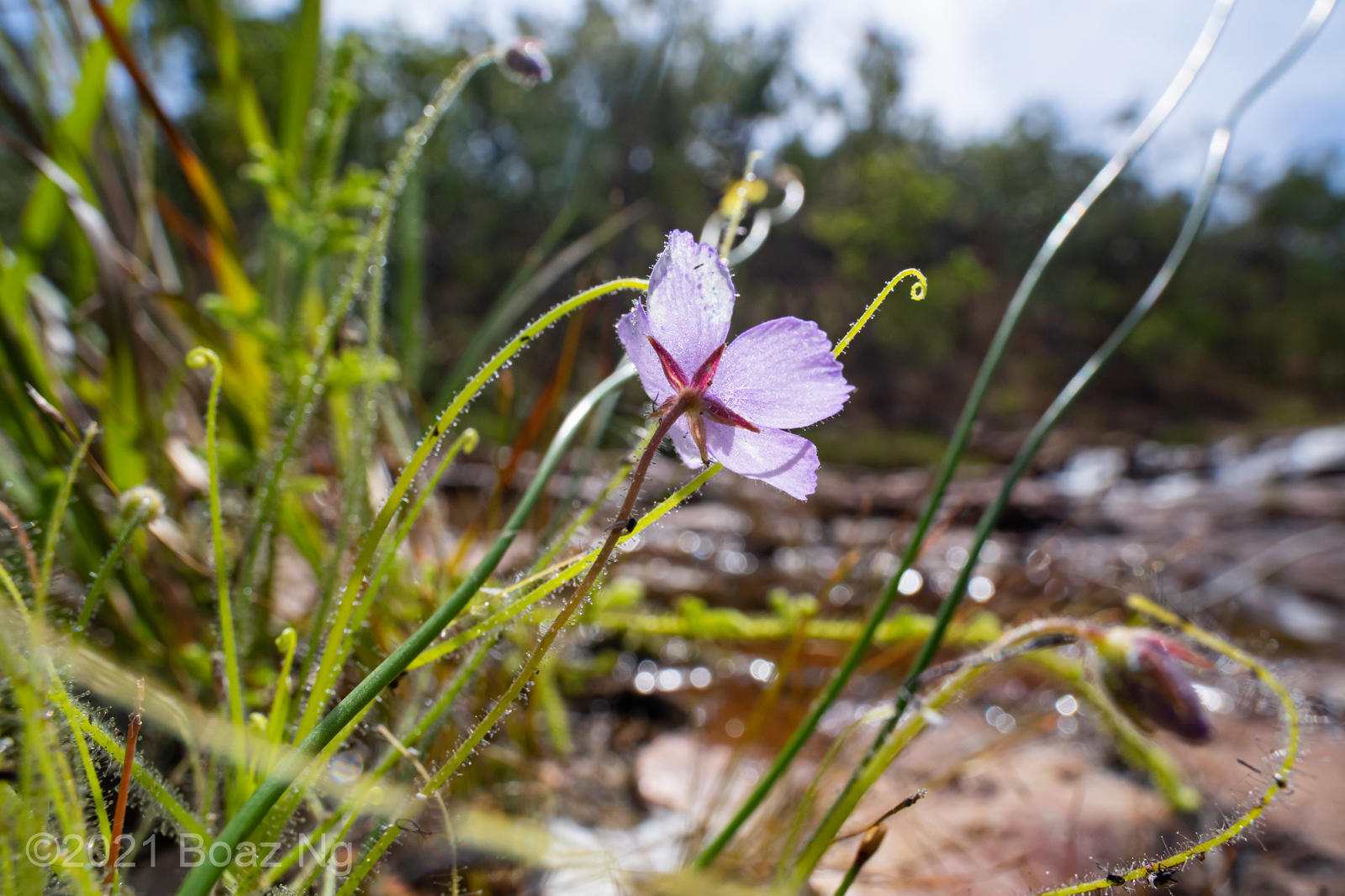 Byblis liniflora Species Profile - Fierce Flora