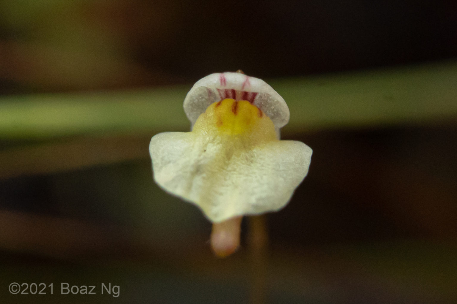 Utricularia adamsii Species Profile - Fierce Flora
