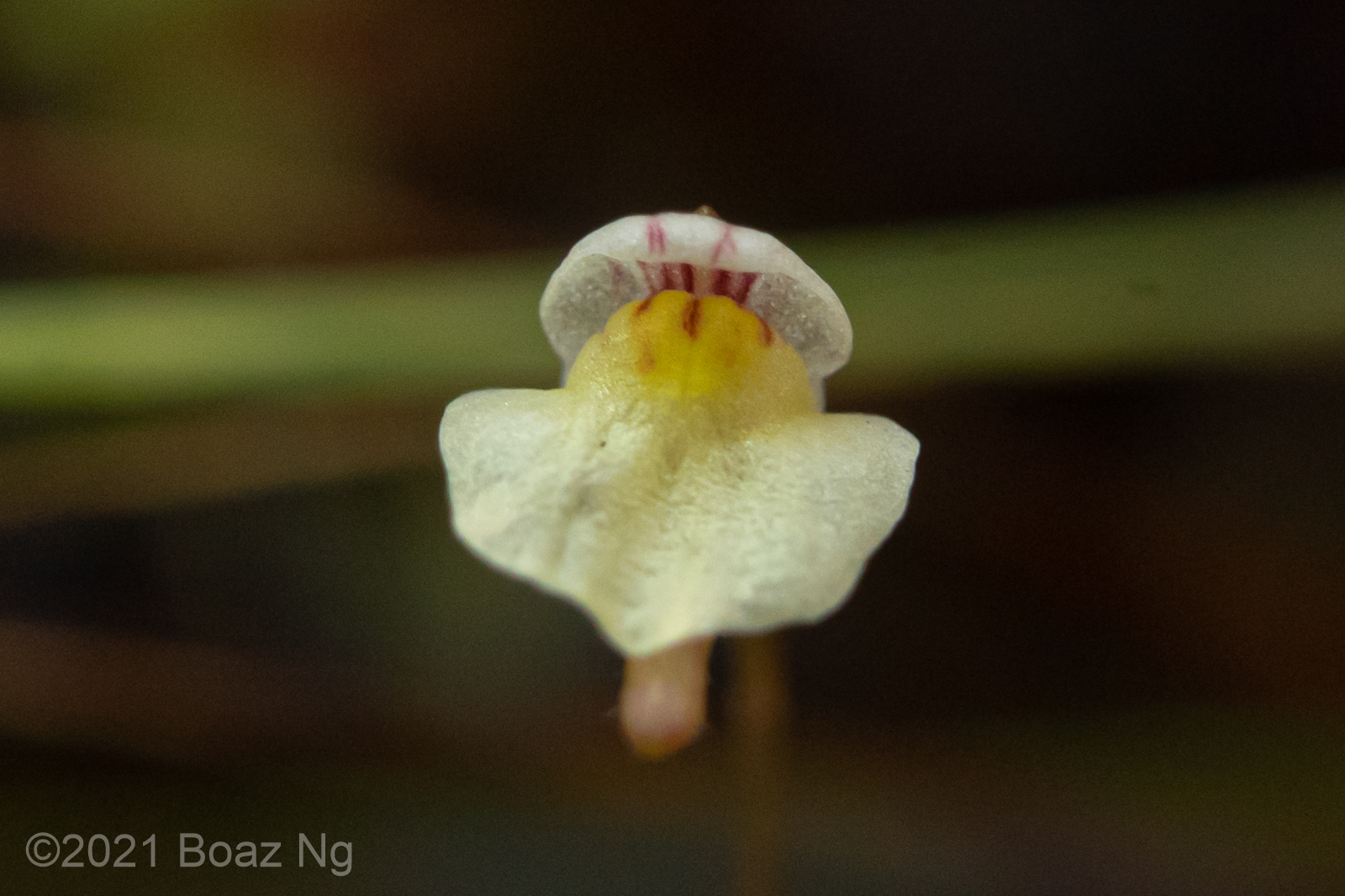 Utricularia adamsii Species Profile - Fierce Flora