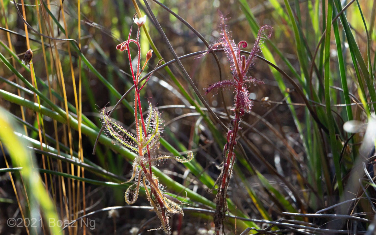 Drosera gracilis - alpine form Species Profile - Fierce Flora