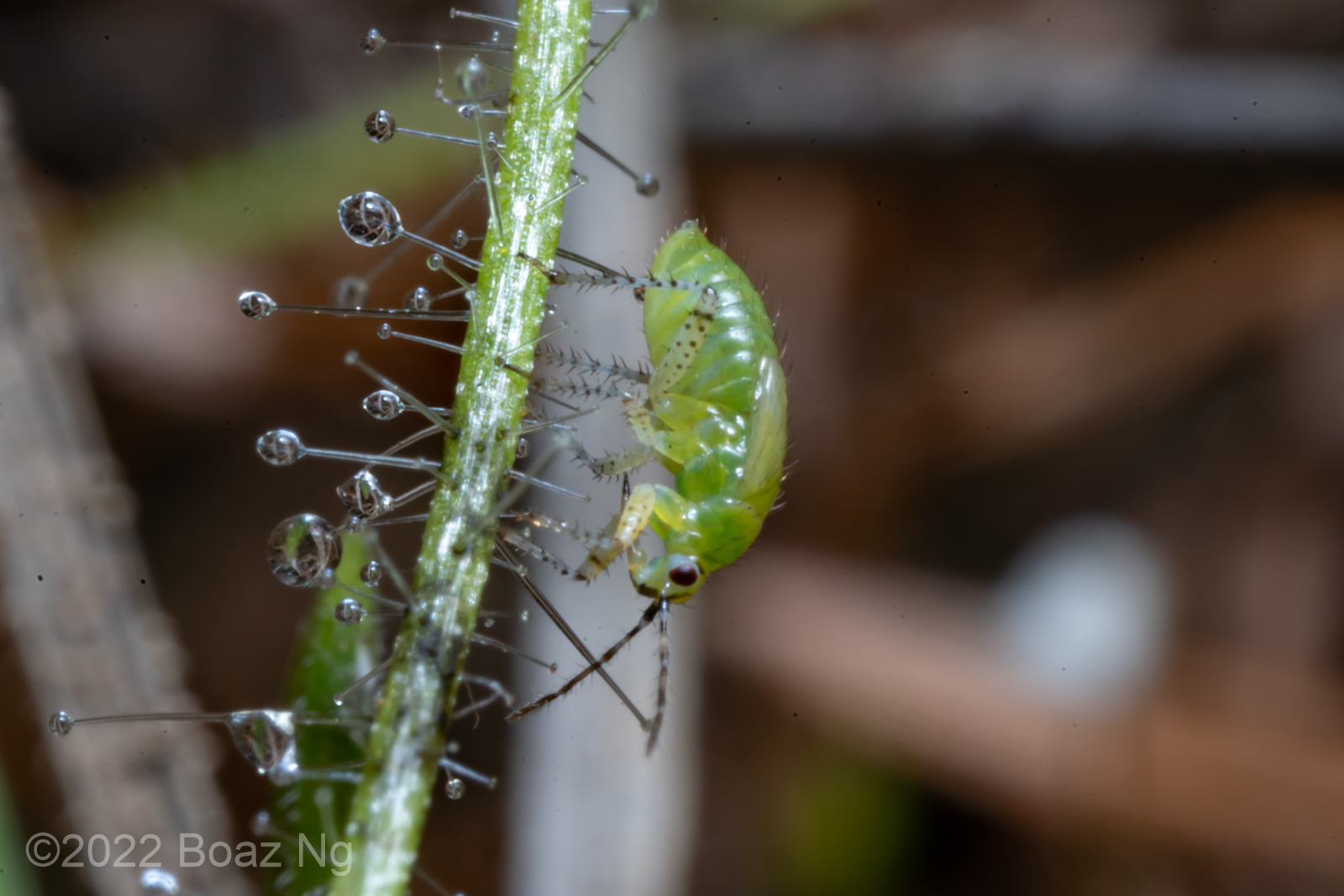 Byblis liniflora Species Profile - Fierce Flora