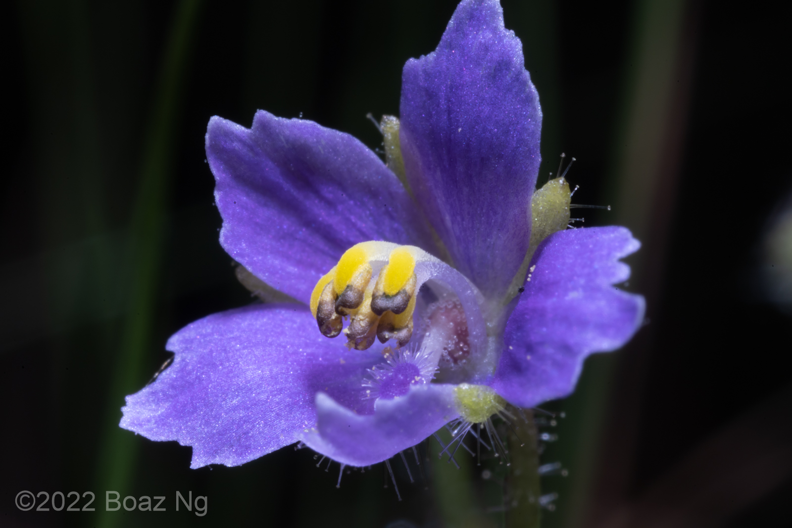 Byblis liniflora Species Profile - Fierce Flora
