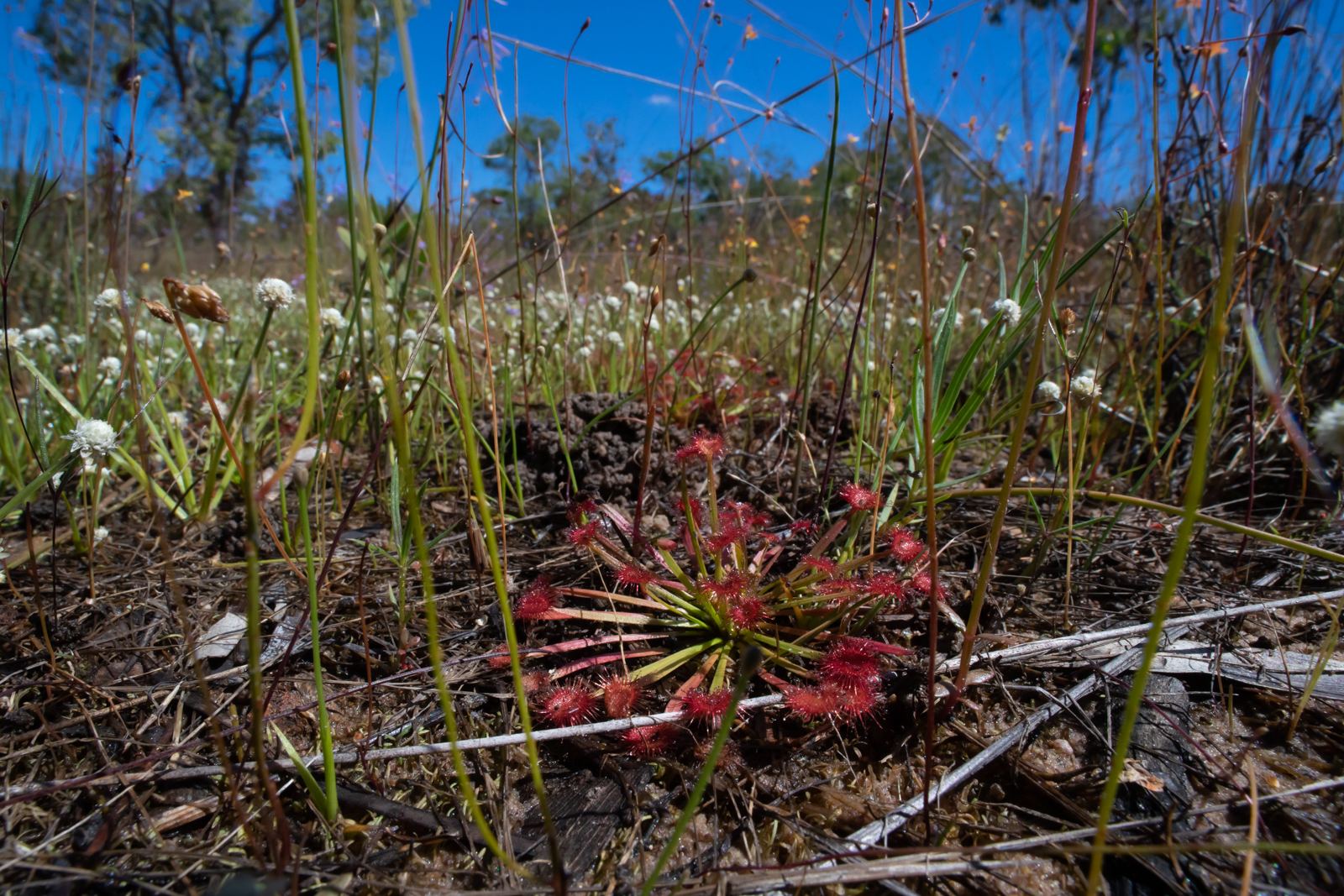 Drosera dilatatopetiolaris Species Profile - Fierce Flora