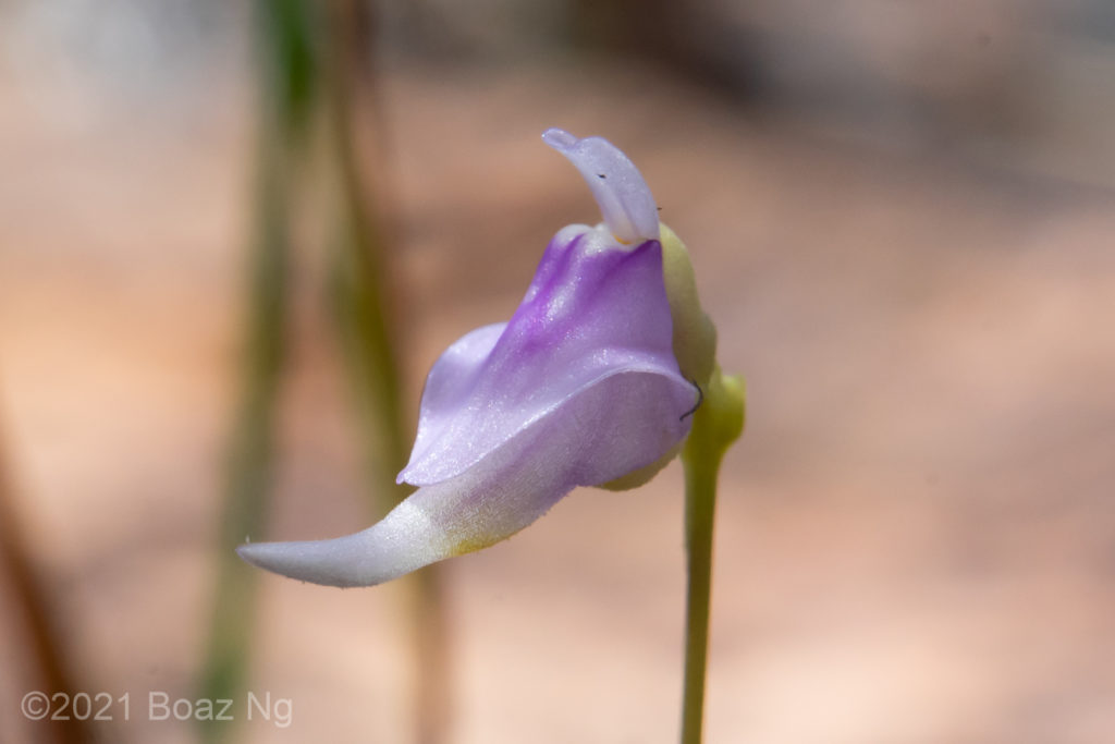 Species profile: Utricularia subulata - Fierce Flora