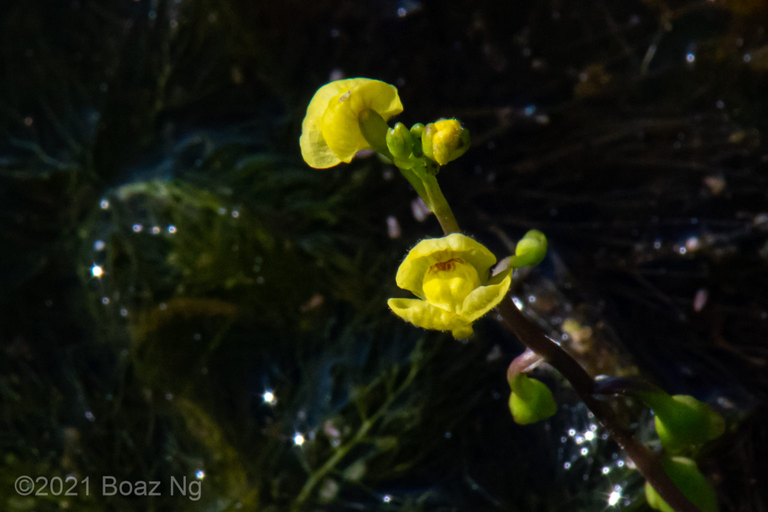 Utricularia aurea Species Profile - Fierce Flora