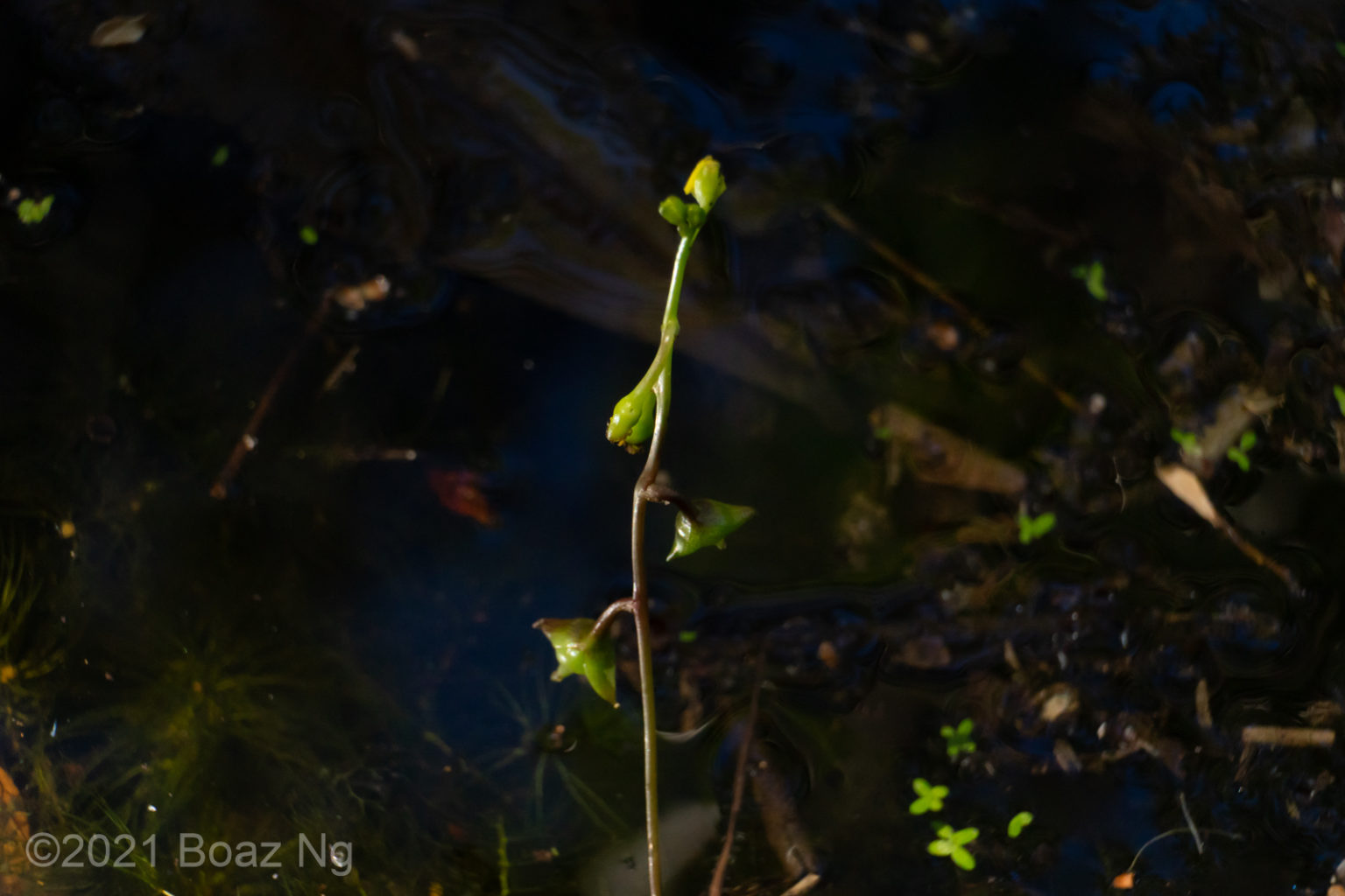Utricularia aurea Species Profile - Fierce Flora
