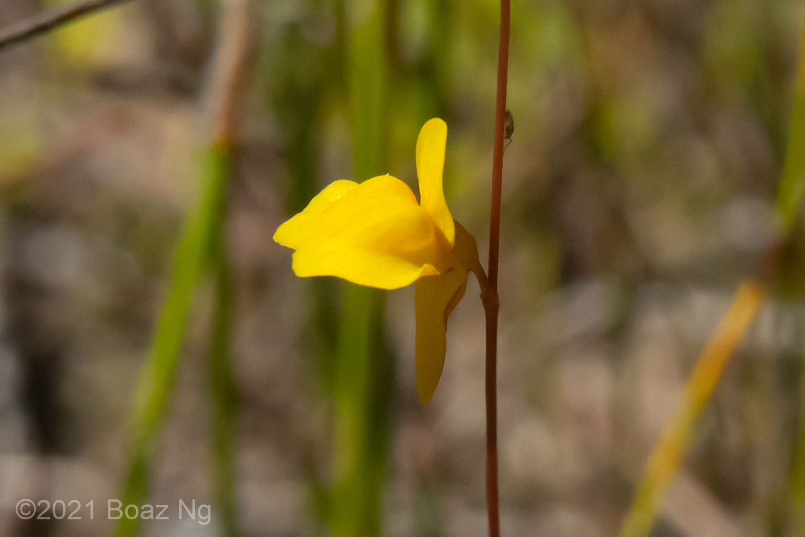 Utricularia chrysantha Species Profile - Fierce Flora