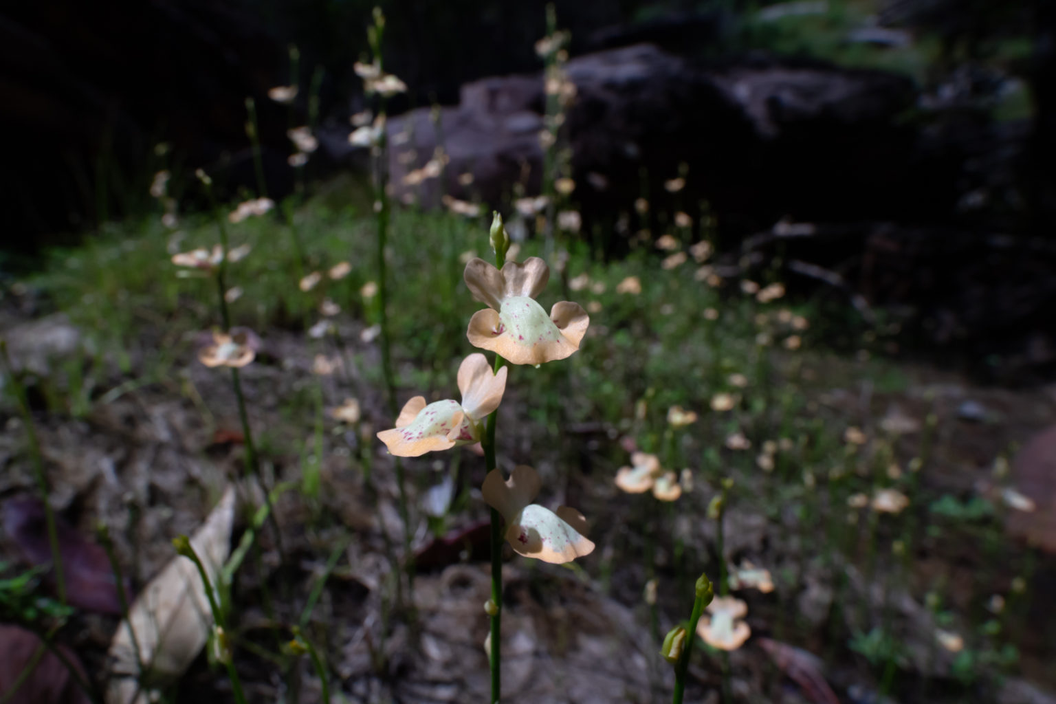 Utricularia fulva Species Profile - Fierce Flora