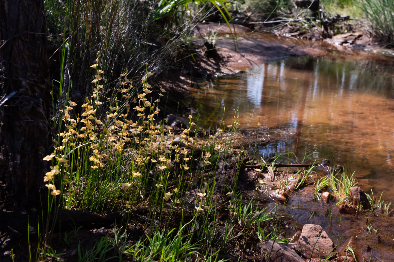Utricularia fulva Species Profile - Fierce Flora