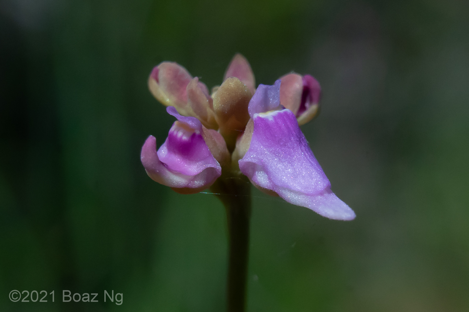 Utricularia caerulea Species Profile - Fierce Flora
