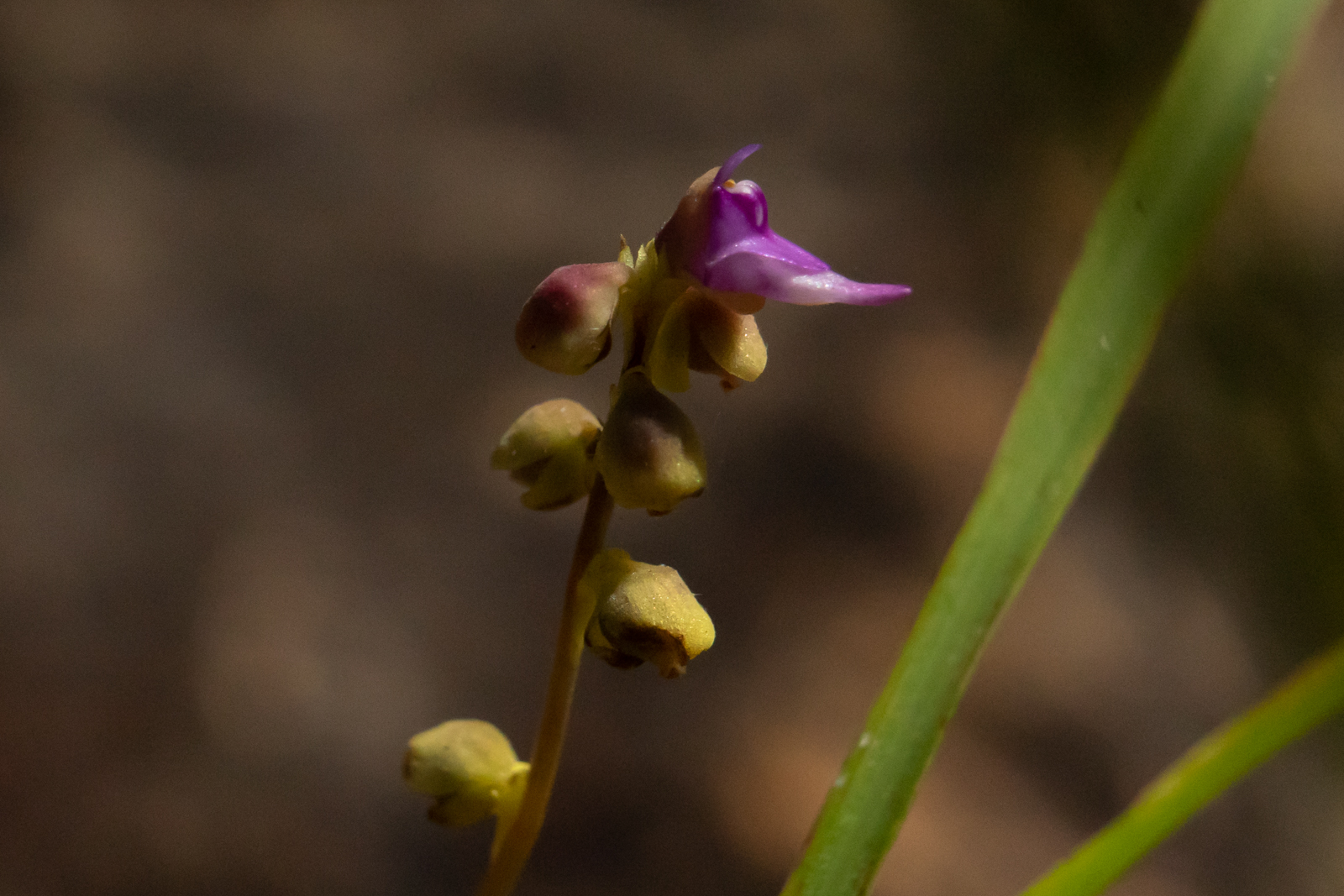 Utricularia caerulea Species Profile - Fierce Flora