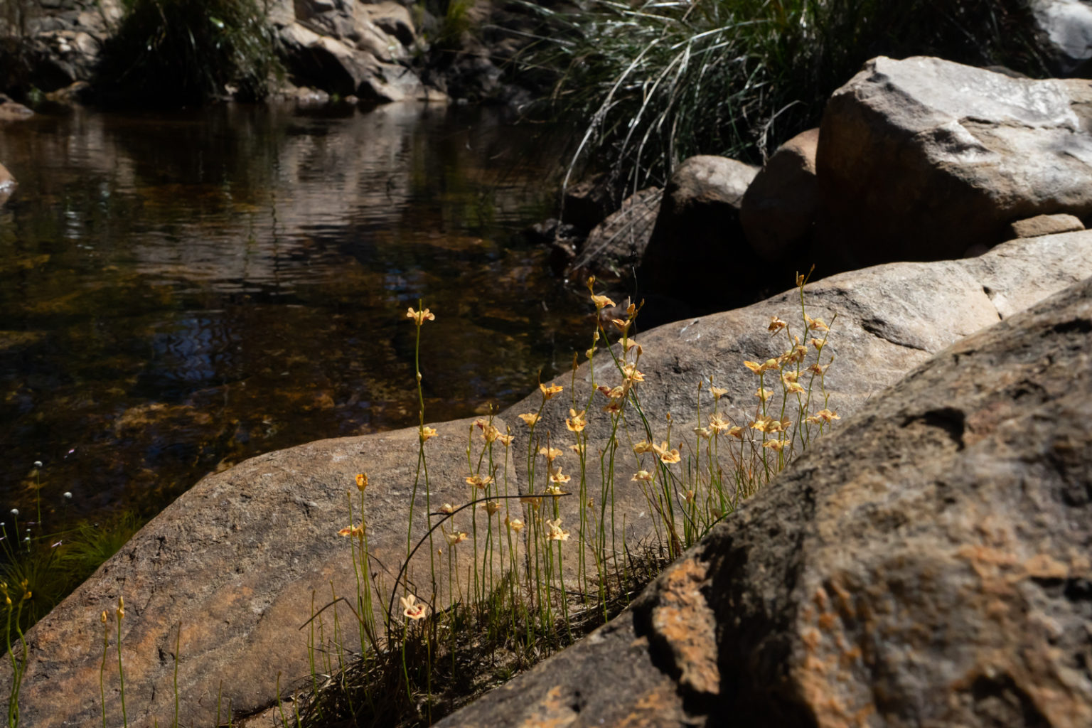 Utricularia fulva Species Profile - Fierce Flora