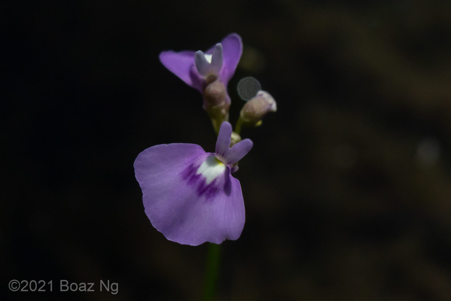 Utricularia triflora Species Profile - Fierce Flora