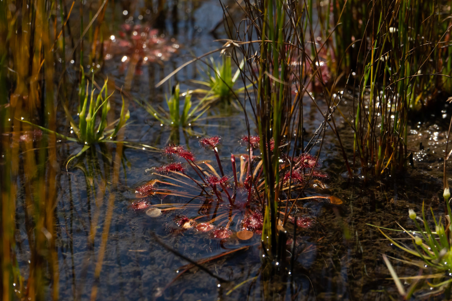 Drosera bicolor Species Profile - Fierce Flora