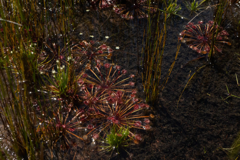 Drosera dilatatopetiolaris Species Profile - Fierce Flora