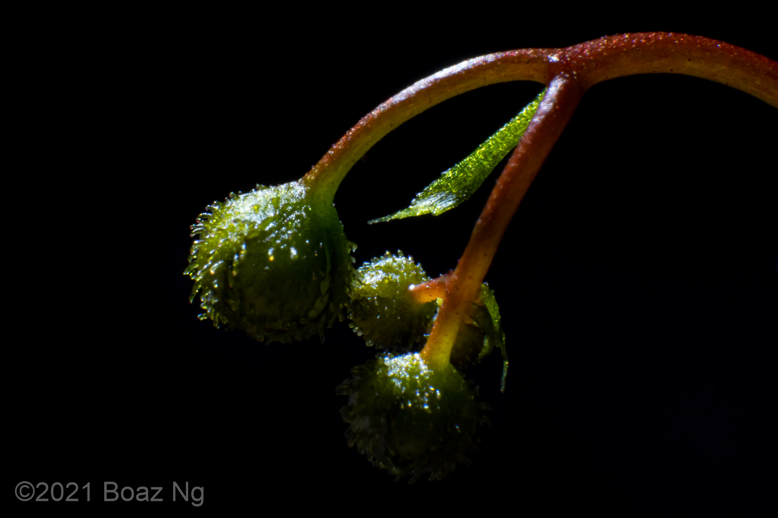 Details of Drosera aff. gracilis - Fierce Flora