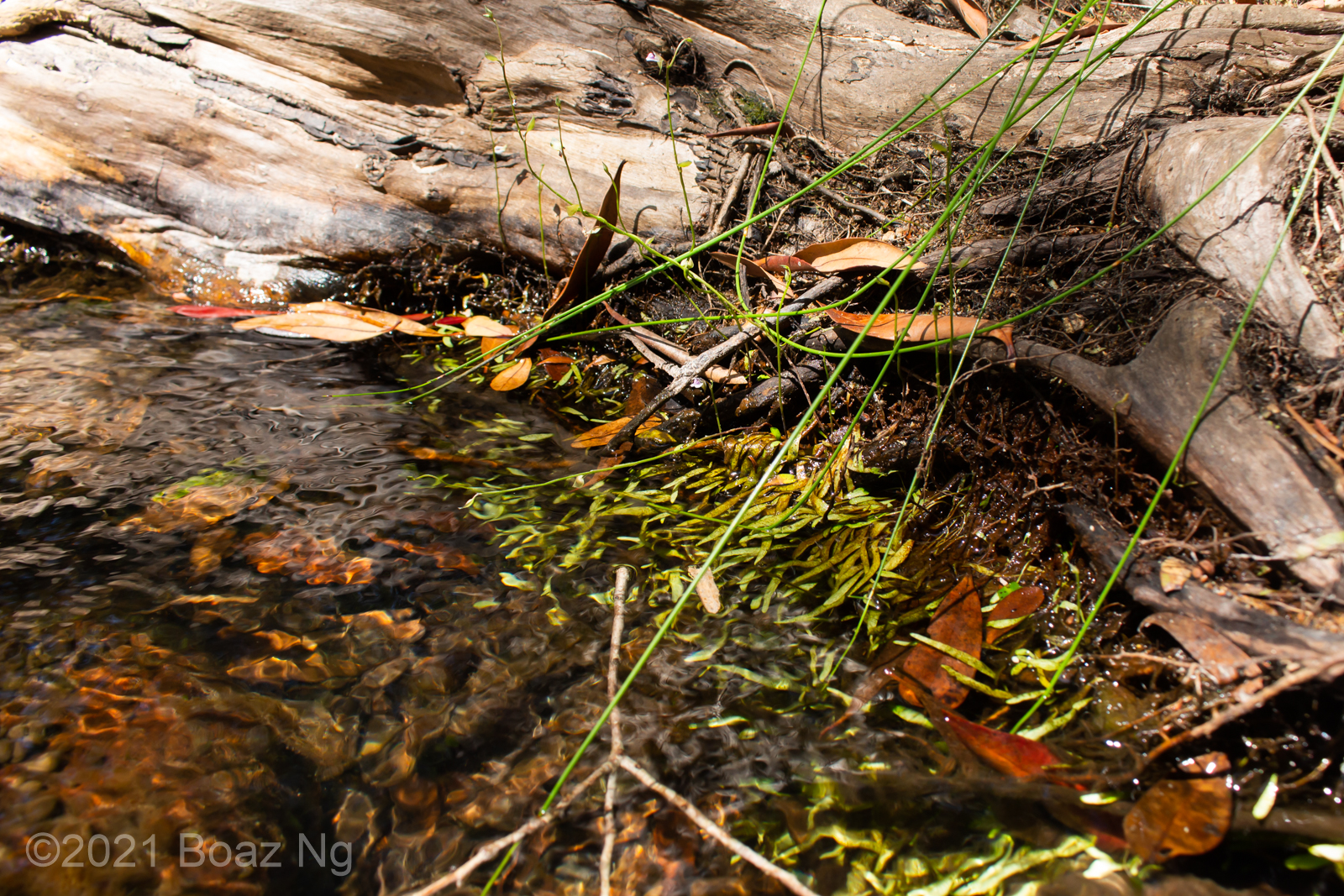 Utricularia uliginosa Species Profile - Fierce Flora