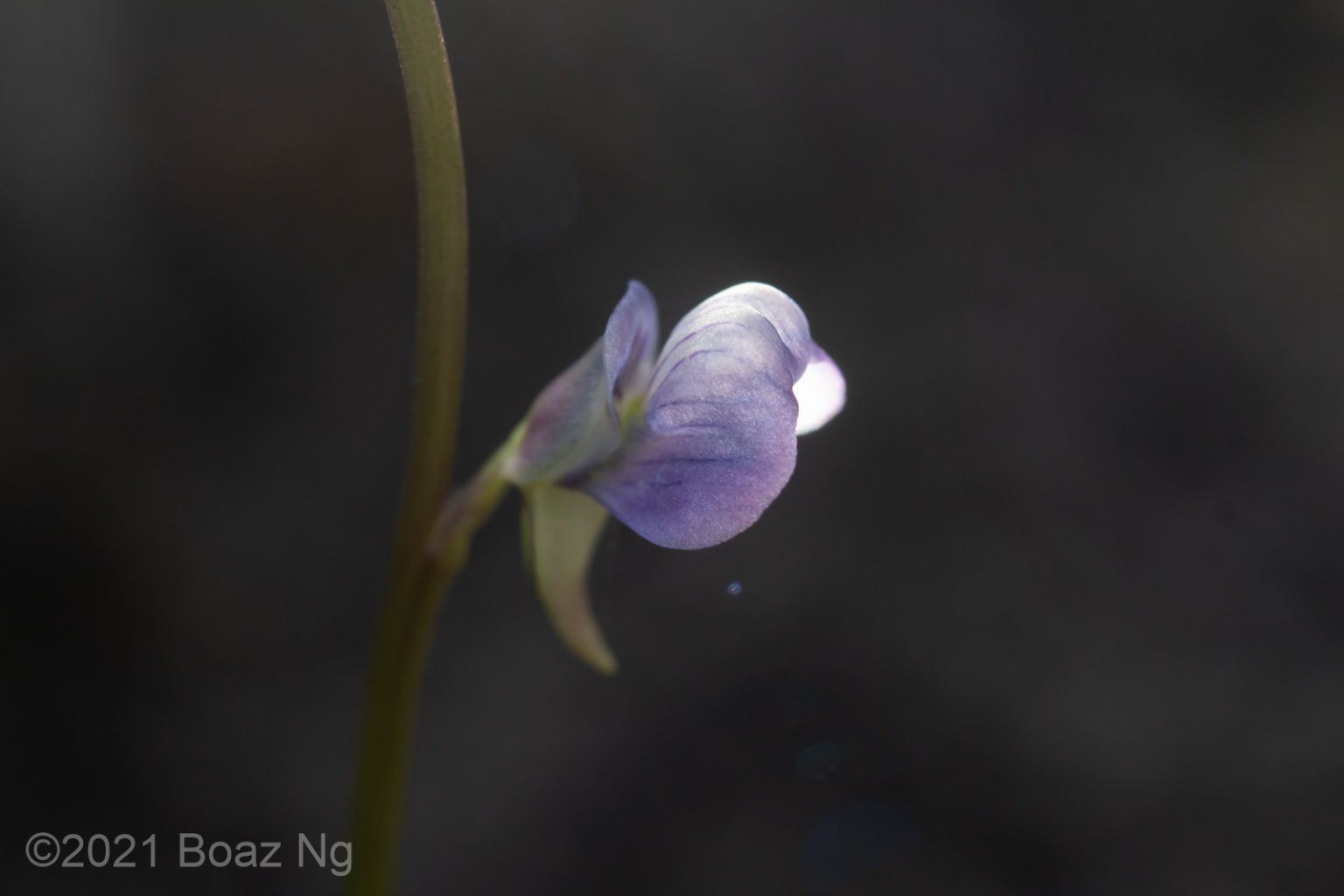 Utricularia uliginosa Species Profile - Fierce Flora