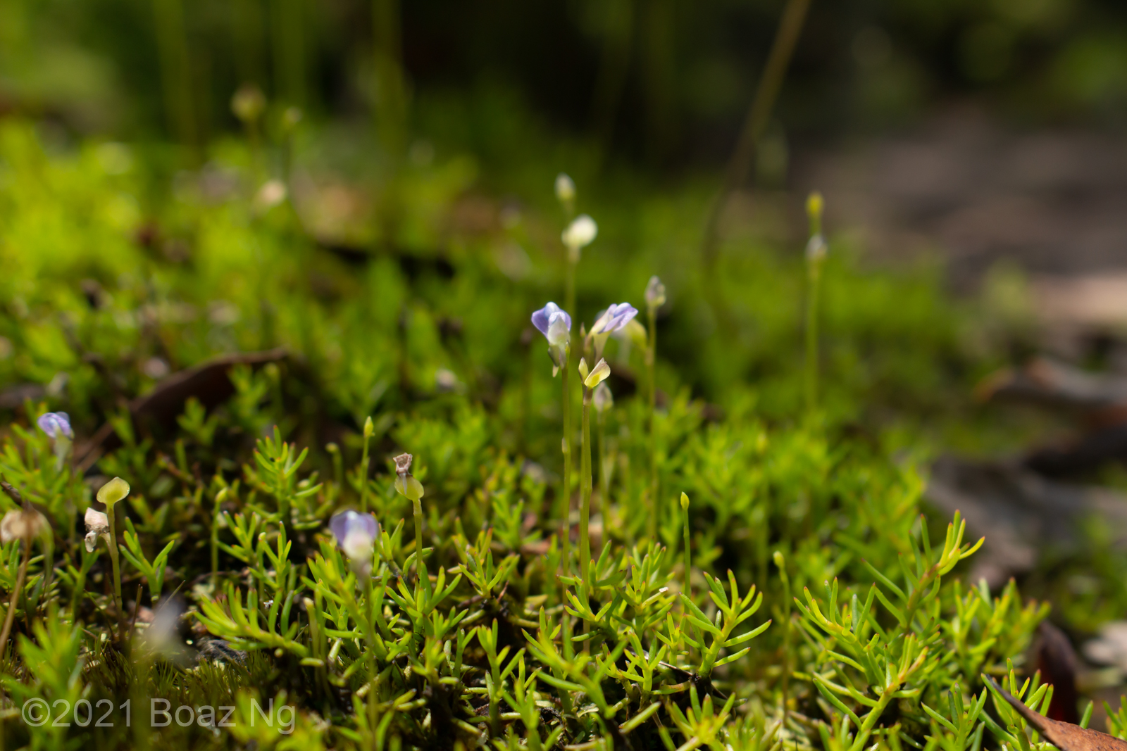 Utricularia uliginosa Species Profile - Fierce Flora