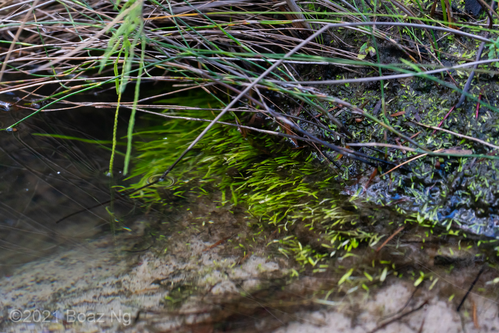 Utricularia uliginosa Species Profile - Fierce Flora