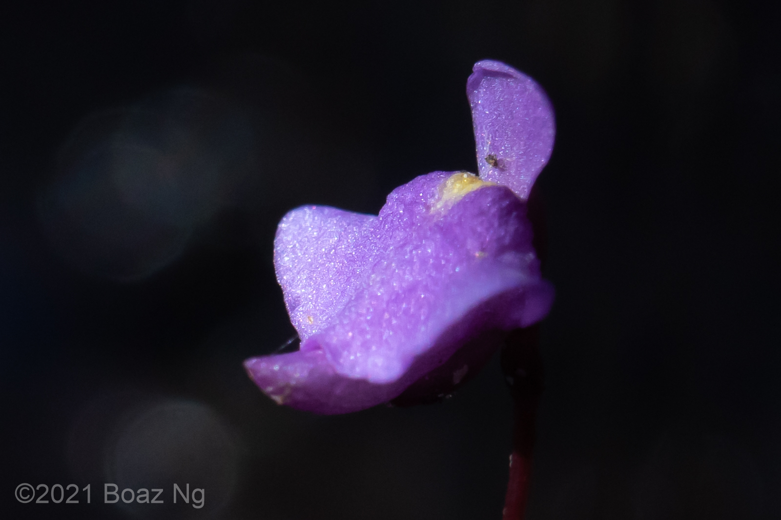 Utricularia simplex Species Profile - Fierce Flora