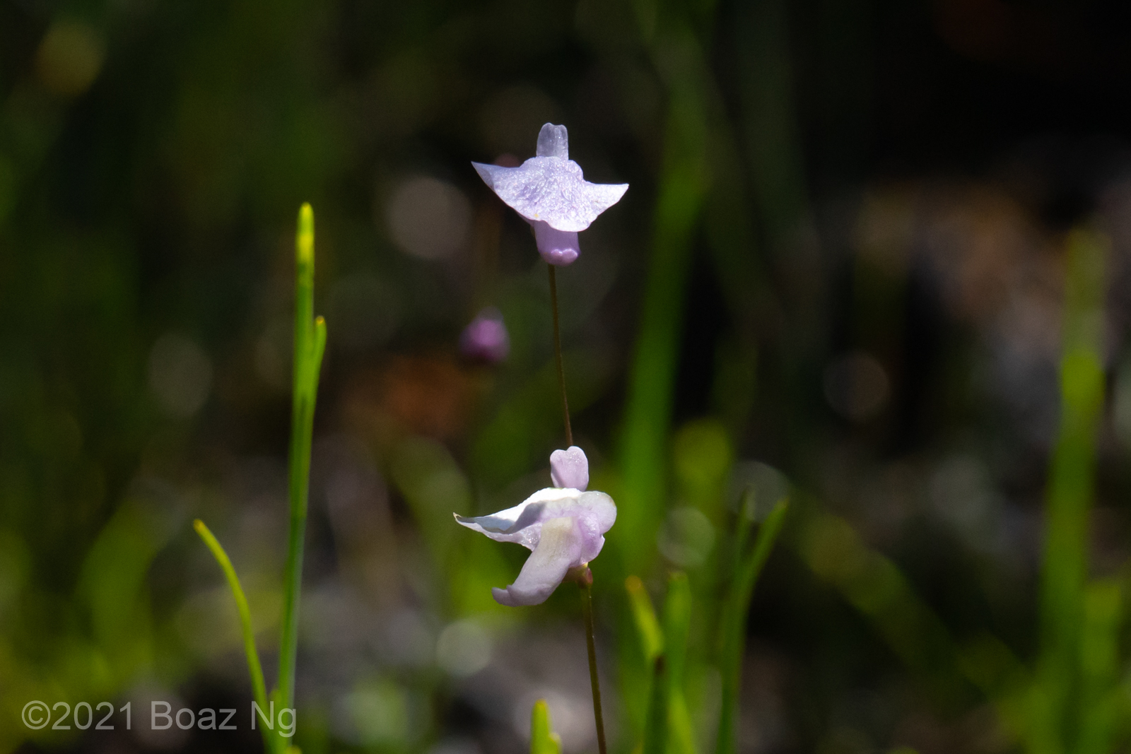 Utricularia lateriflora Species Profile - Fierce Flora