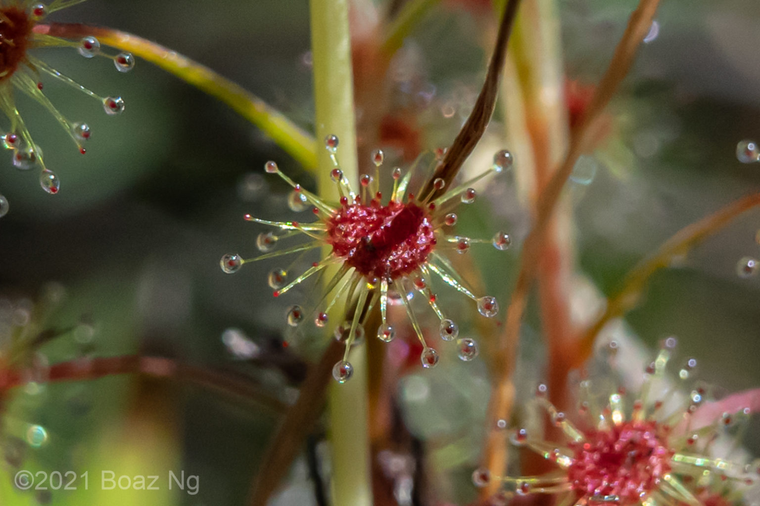 Drosera banksii Species Profile - Fierce Flora