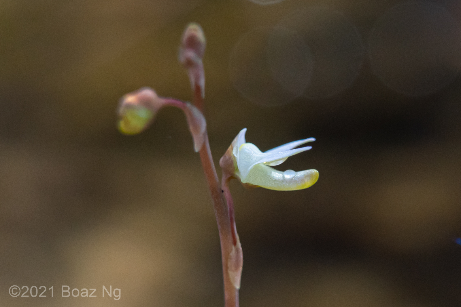 Utricularia limosa Species Profile - Fierce Flora