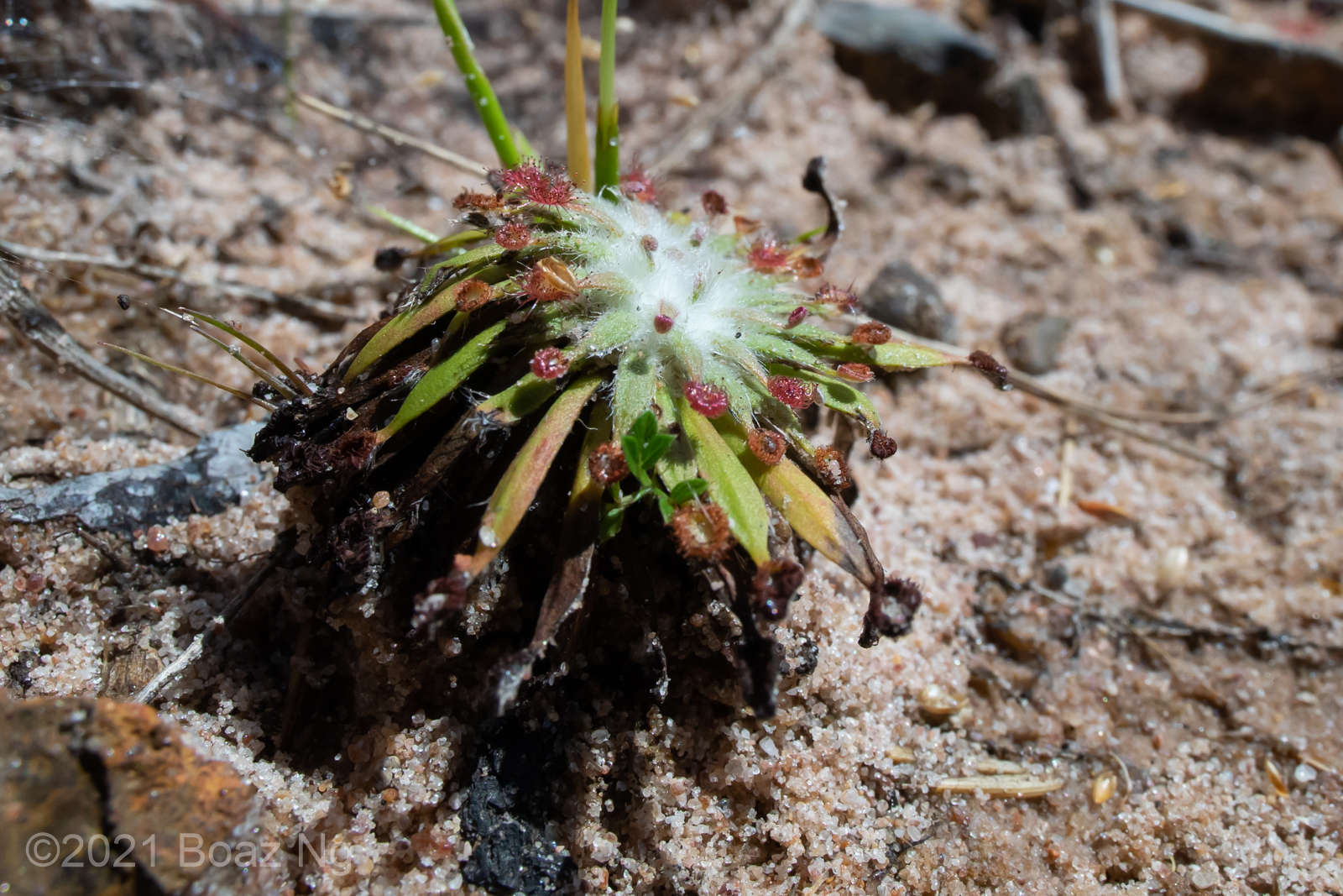 Drosera fulva Species Profile - Fierce Flora