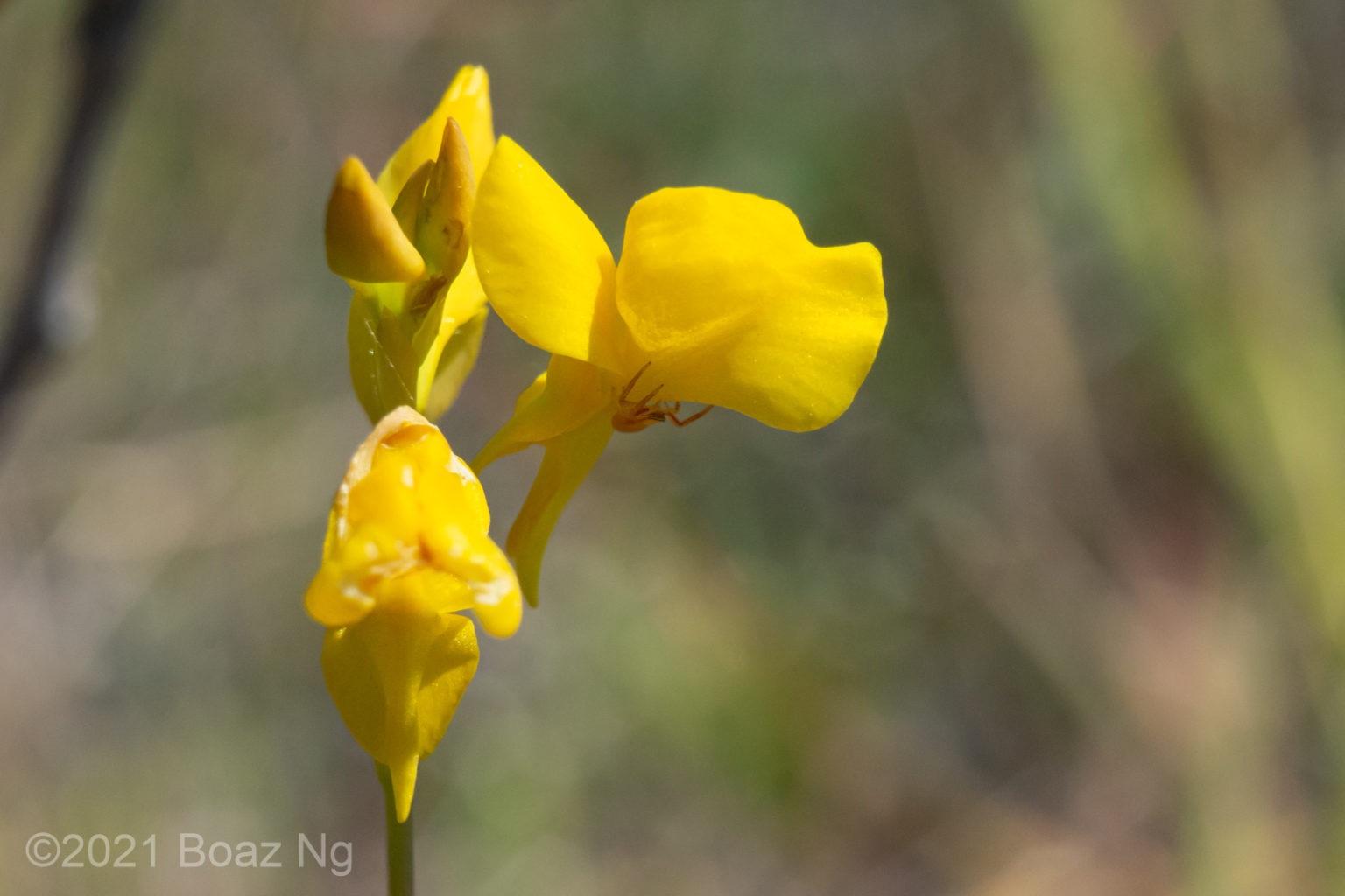 Utricularia odorata Species Profile - Fierce Flora