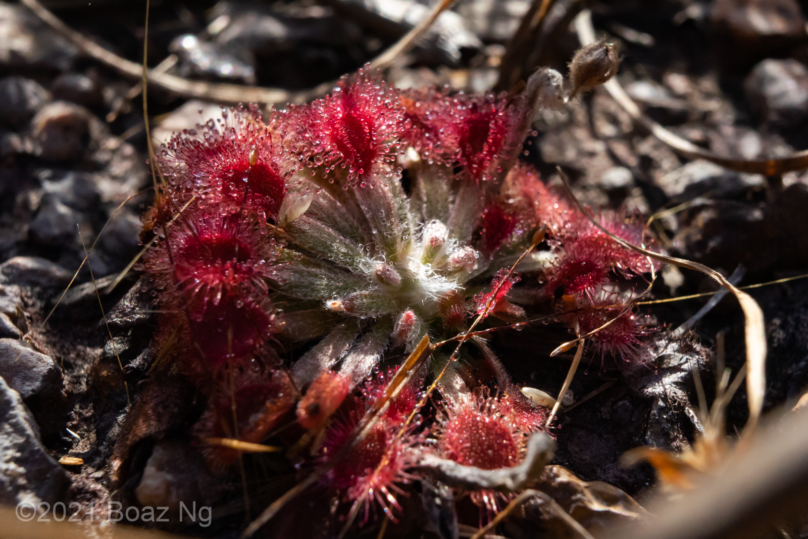 Drosera brevicornis Species Profile - Fierce Flora