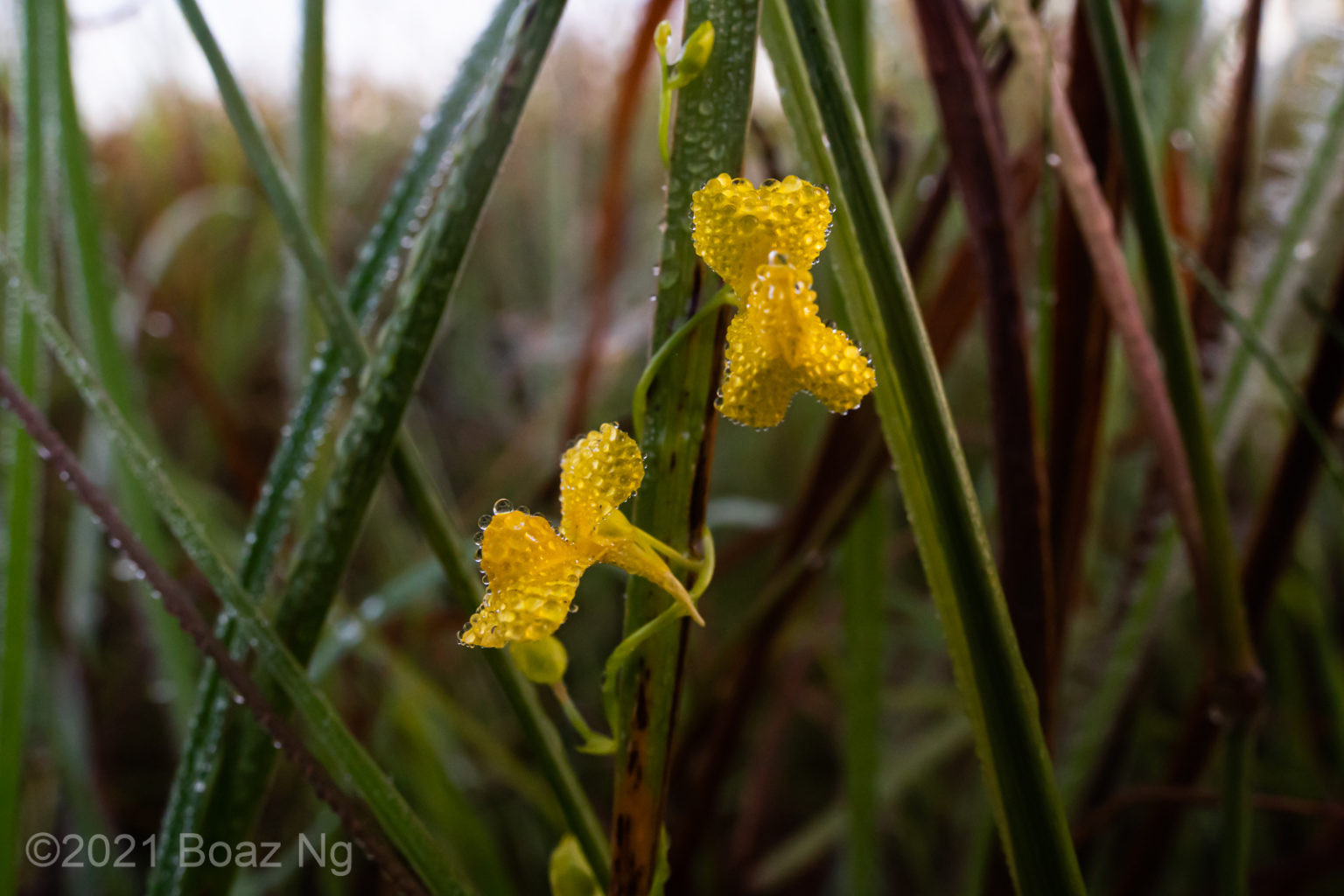 Utricularia involvens Species Profile - Fierce Flora