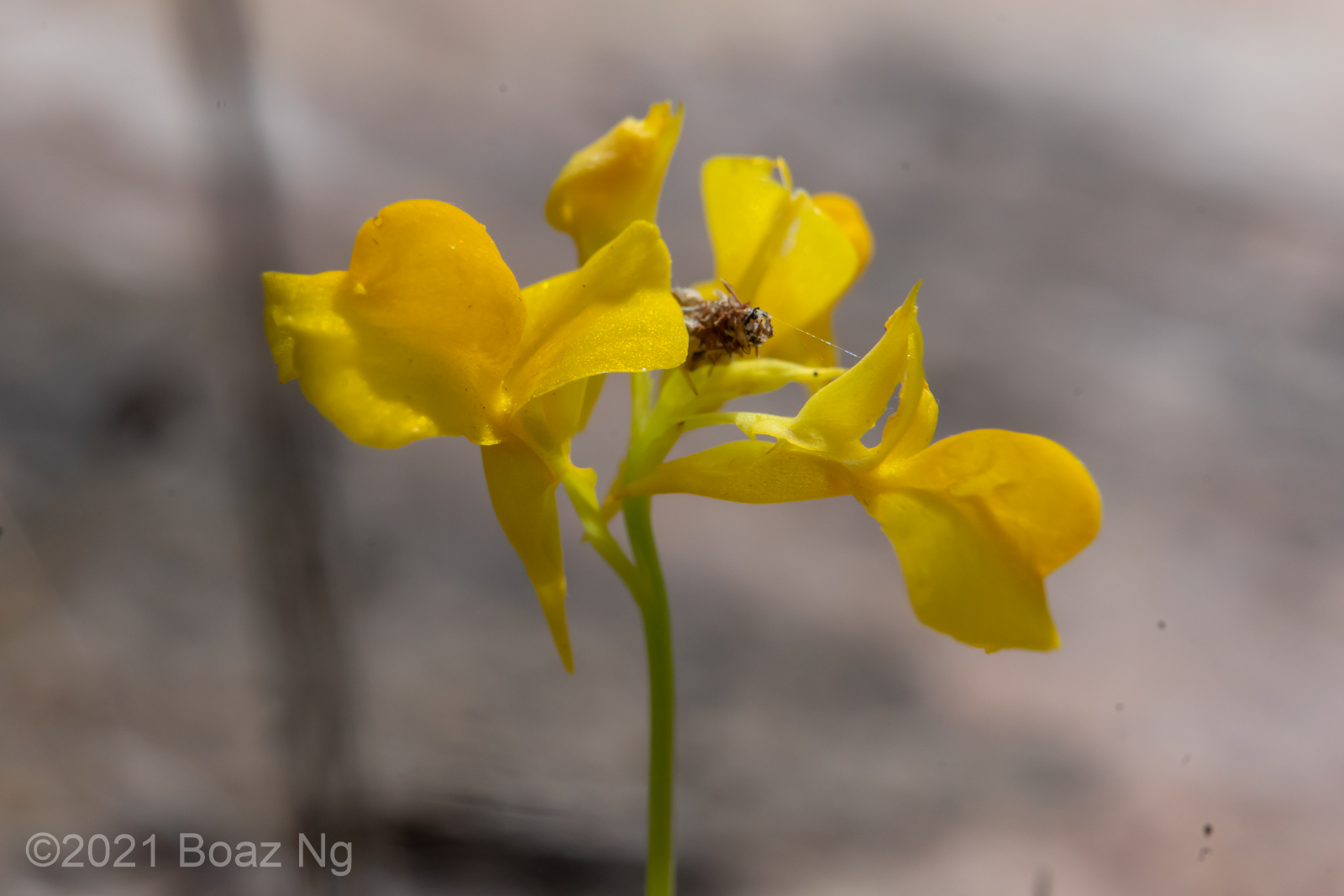 Utricularia odorata Species Profile - Fierce Flora
