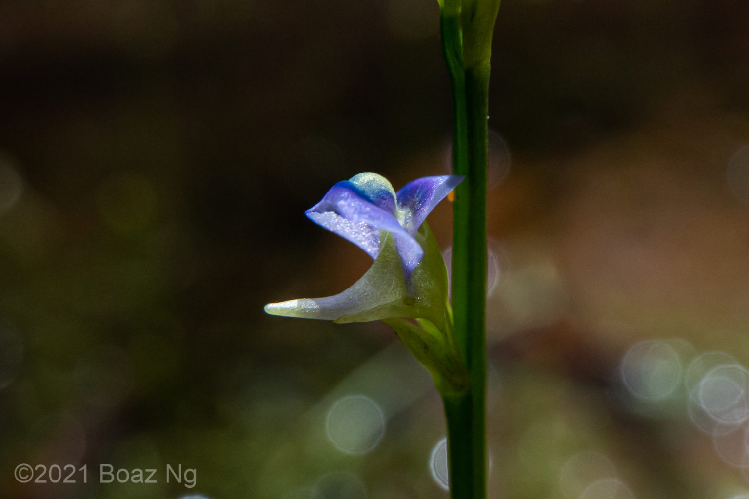 Utricularia uliginosa Species Profile - Fierce Flora