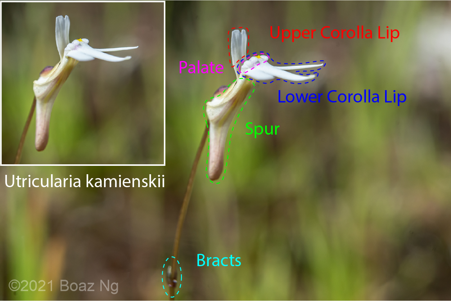 Utricularia floral morphology - a pictorial glossary of terms - Fierce ...