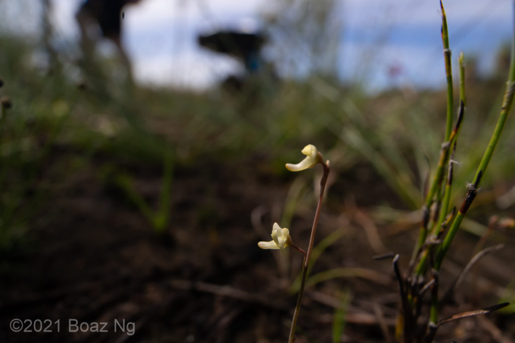 Utricularia petertaylorii species profile - Fierce Flora