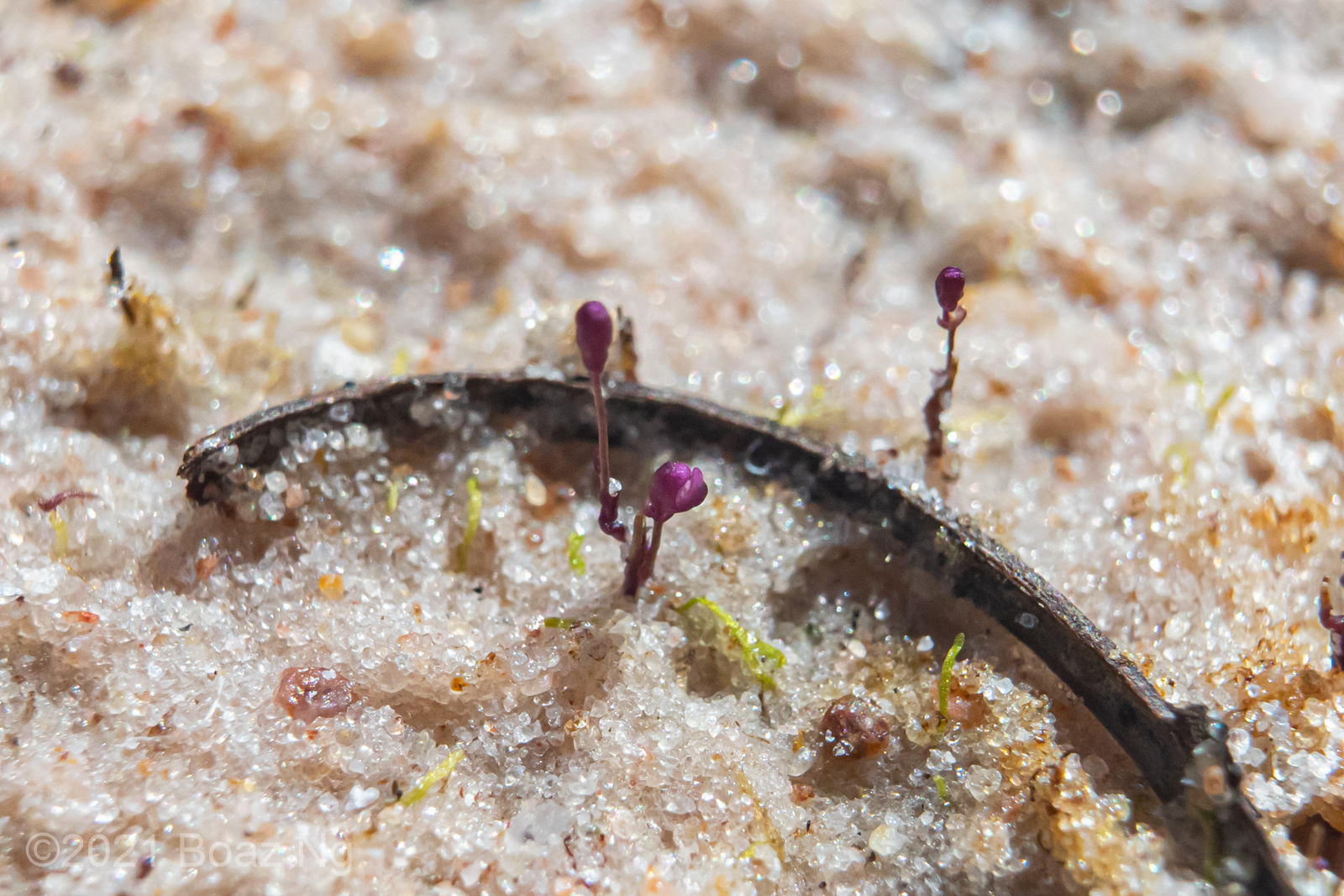 Utricularia minutissima Species Profile - Fierce Flora