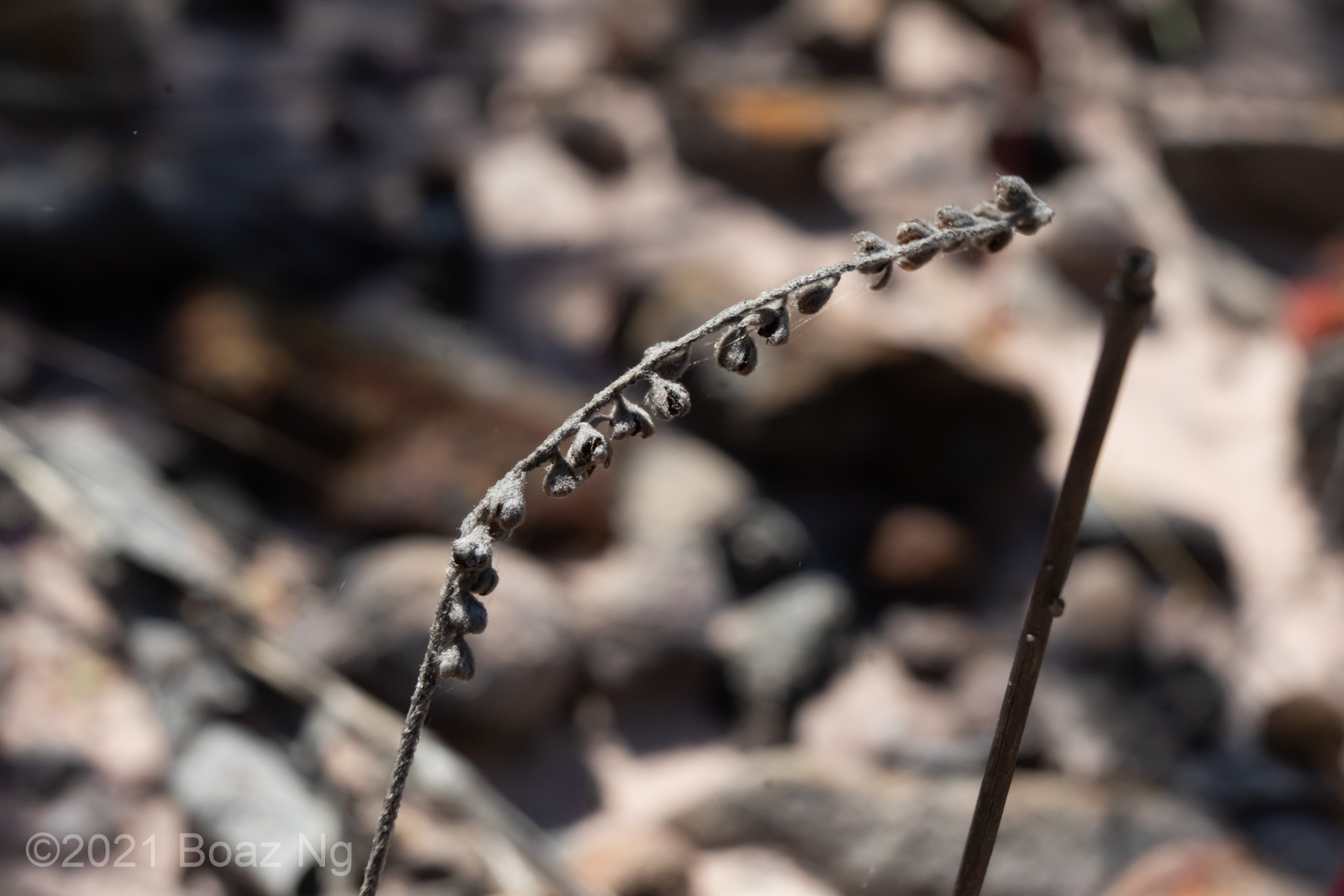 An undescribed taxon in the section Lasiocephala from the Burrungkuy ...