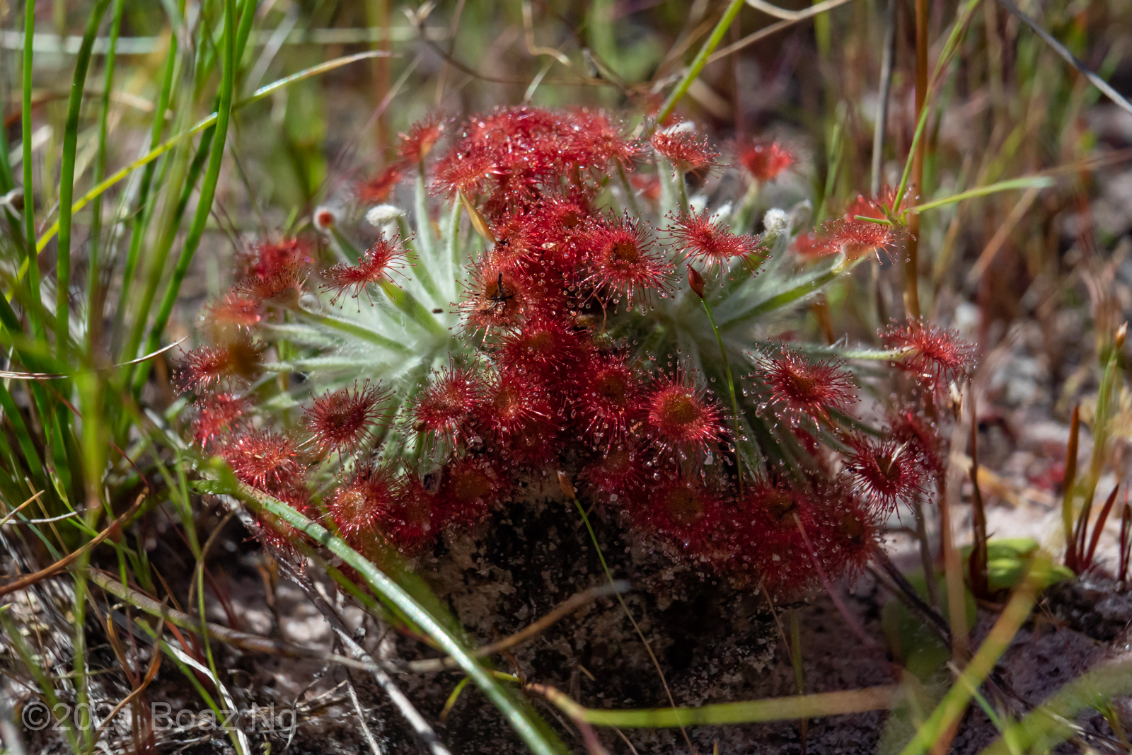 An undescribed taxon in the section Lasiocephala from the Burrungkuy ...