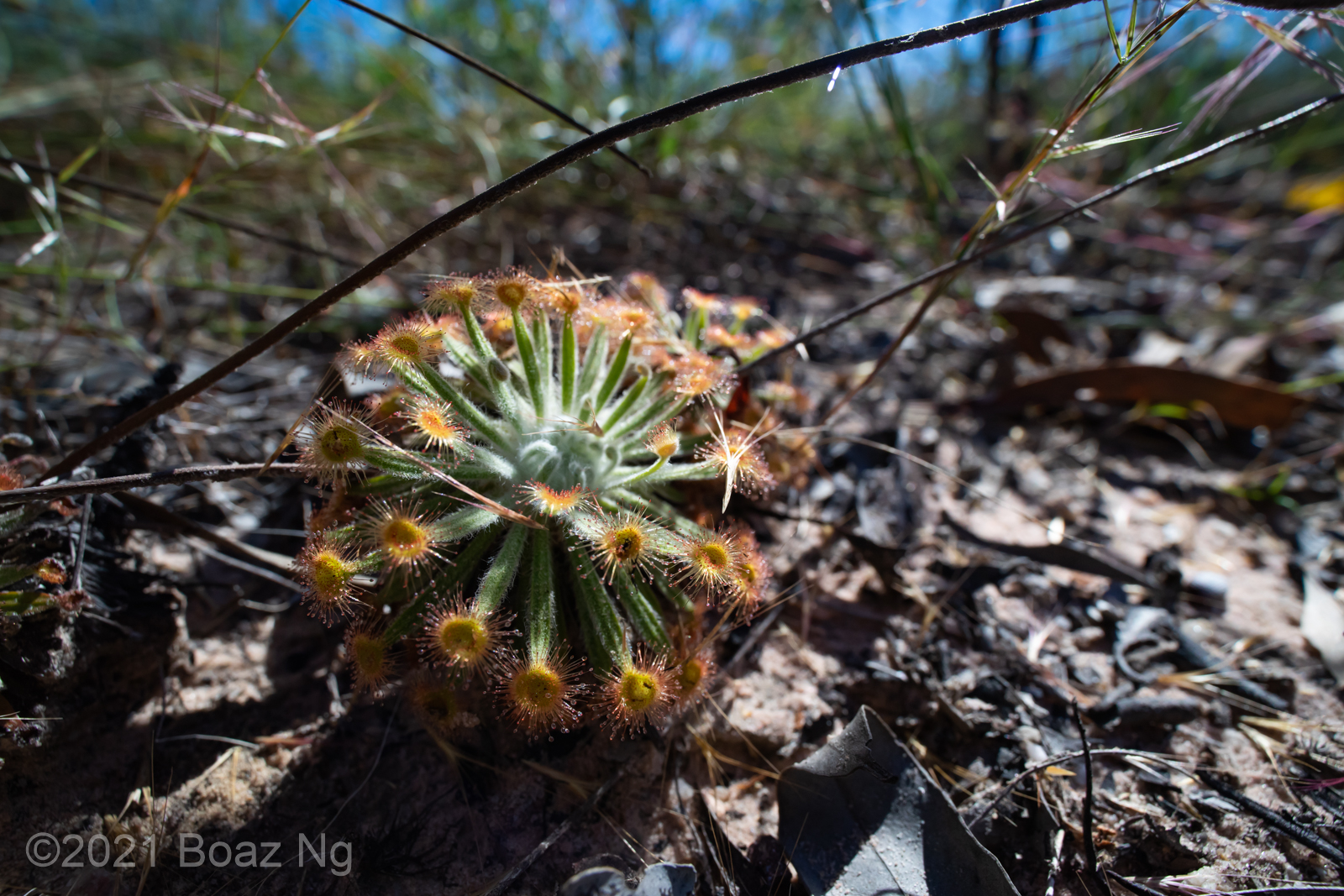 An undescribed taxon in the section Lasiocephala from the Burrungkuy ...