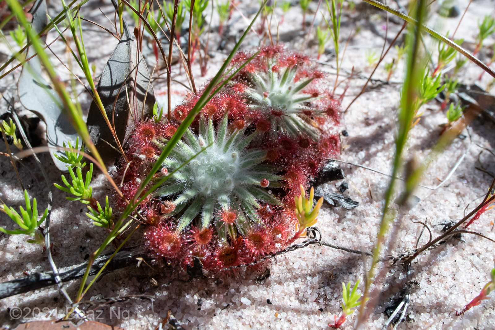 An undescribed taxon in the section Lasiocephala from the Burrungkuy ...