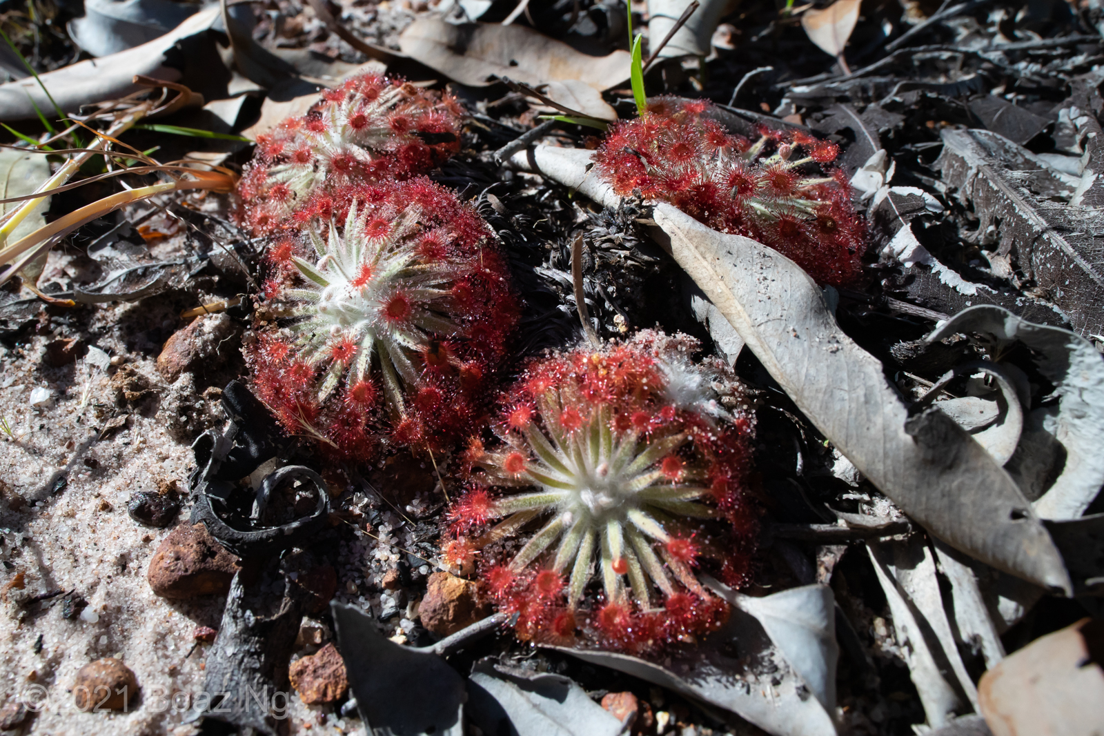 An undescribed taxon in the section Lasiocephala from the Burrungkuy ...