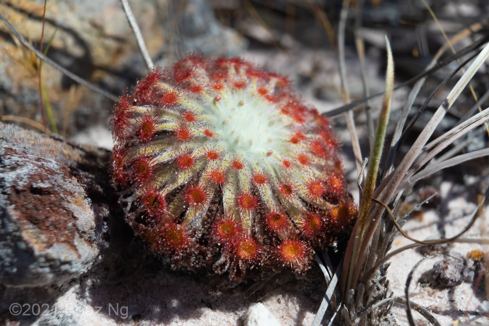 An undescribed taxon in the section Lasiocephala from the Burrungkuy ...