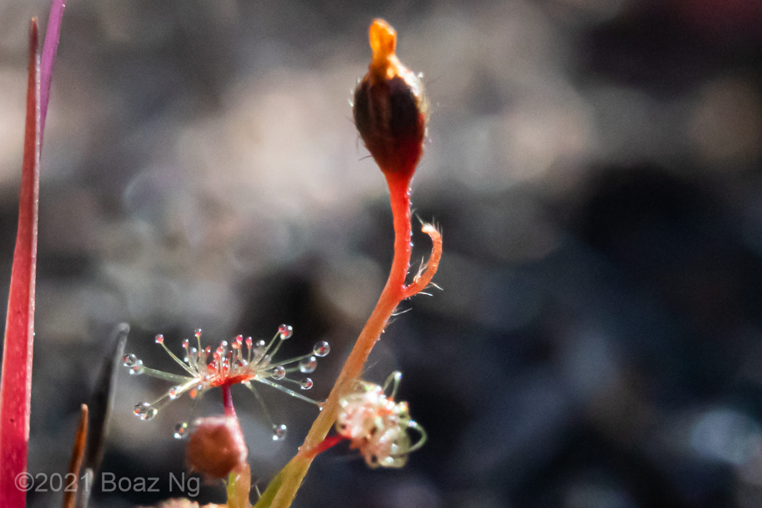 Drosera banksii Species Profile - Fierce Flora