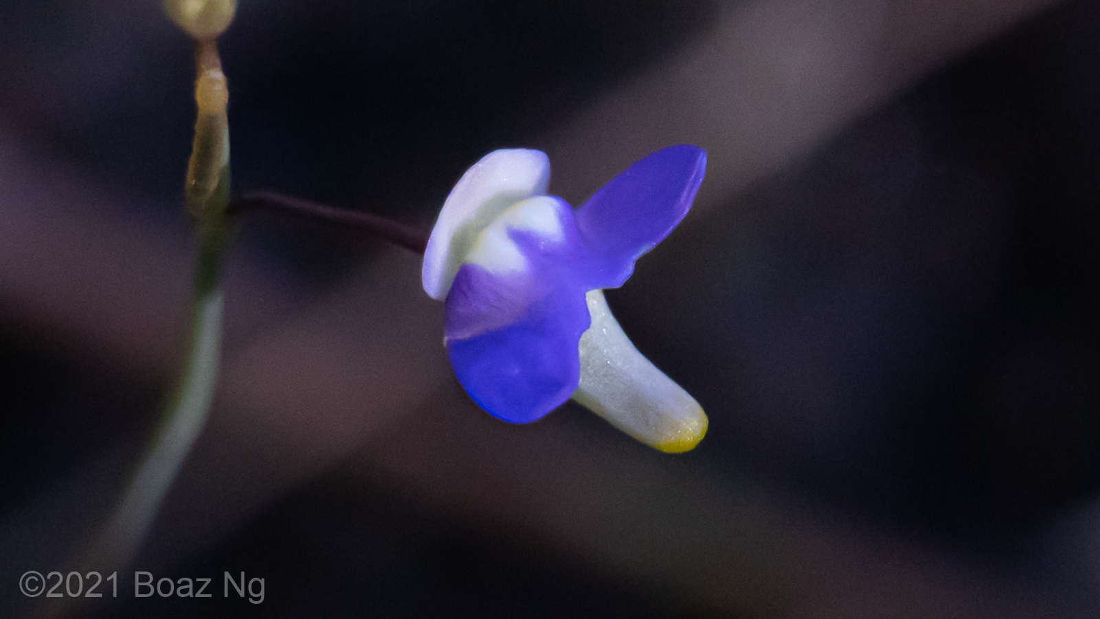 Utricularia limosa Species Profile - Fierce Flora