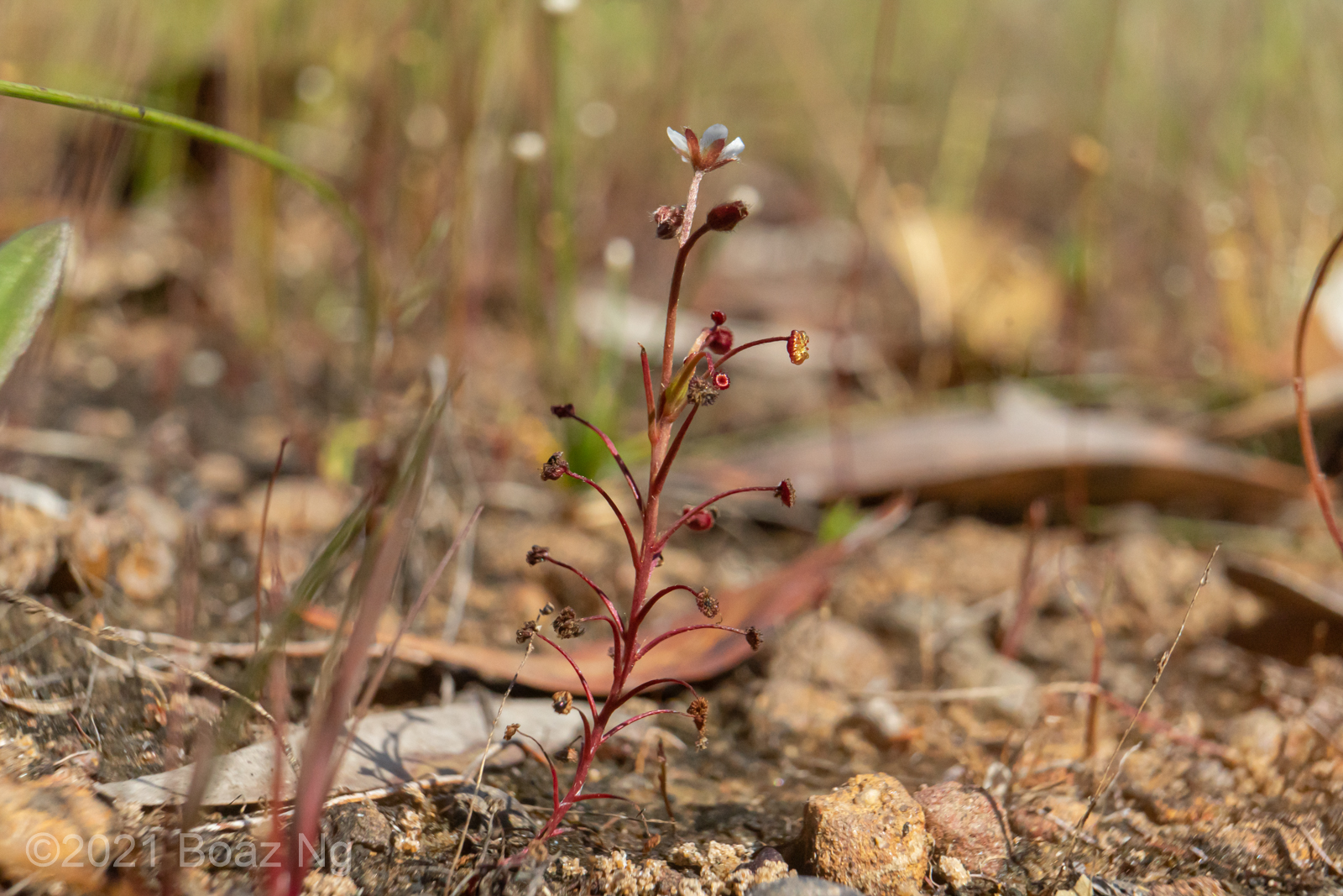 Drosera banksii Species Profile - Fierce Flora