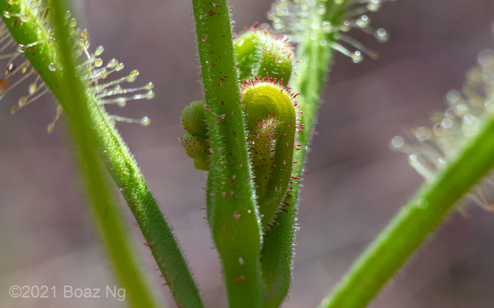 Drosera fragrans Species Profile - Fierce Flora