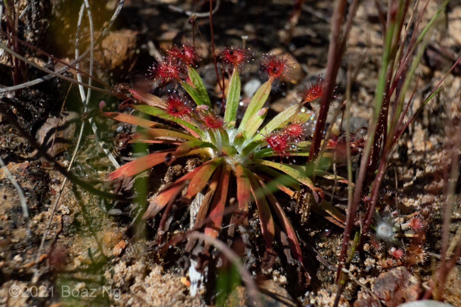 Drosera fulva Species Profile - Fierce Flora